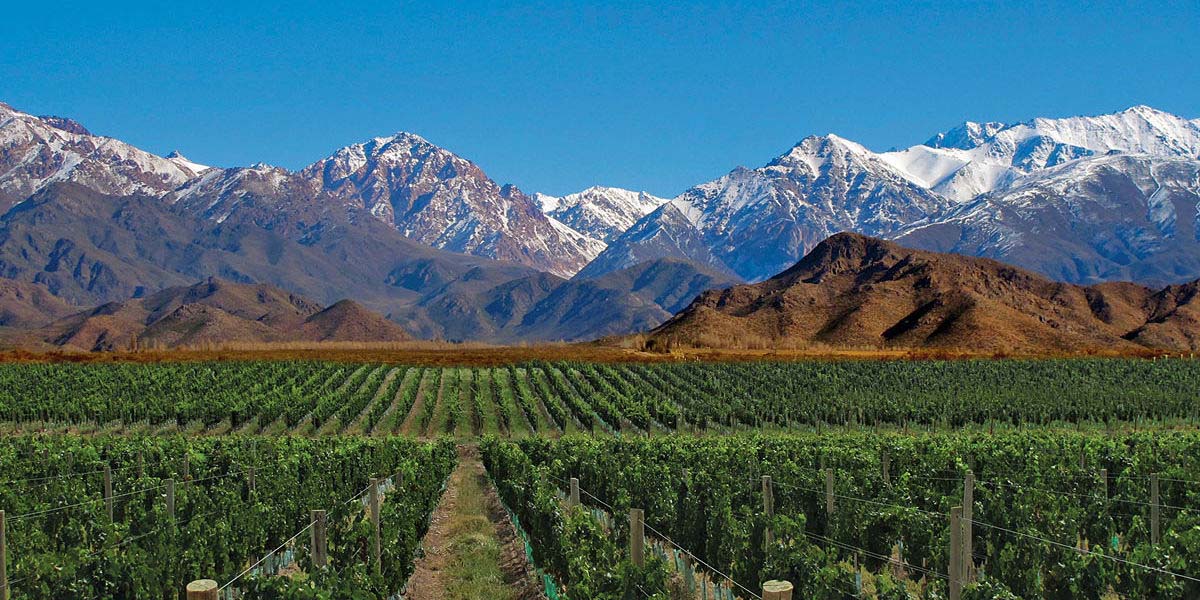 Wines from High Altitude – Uva Viagens